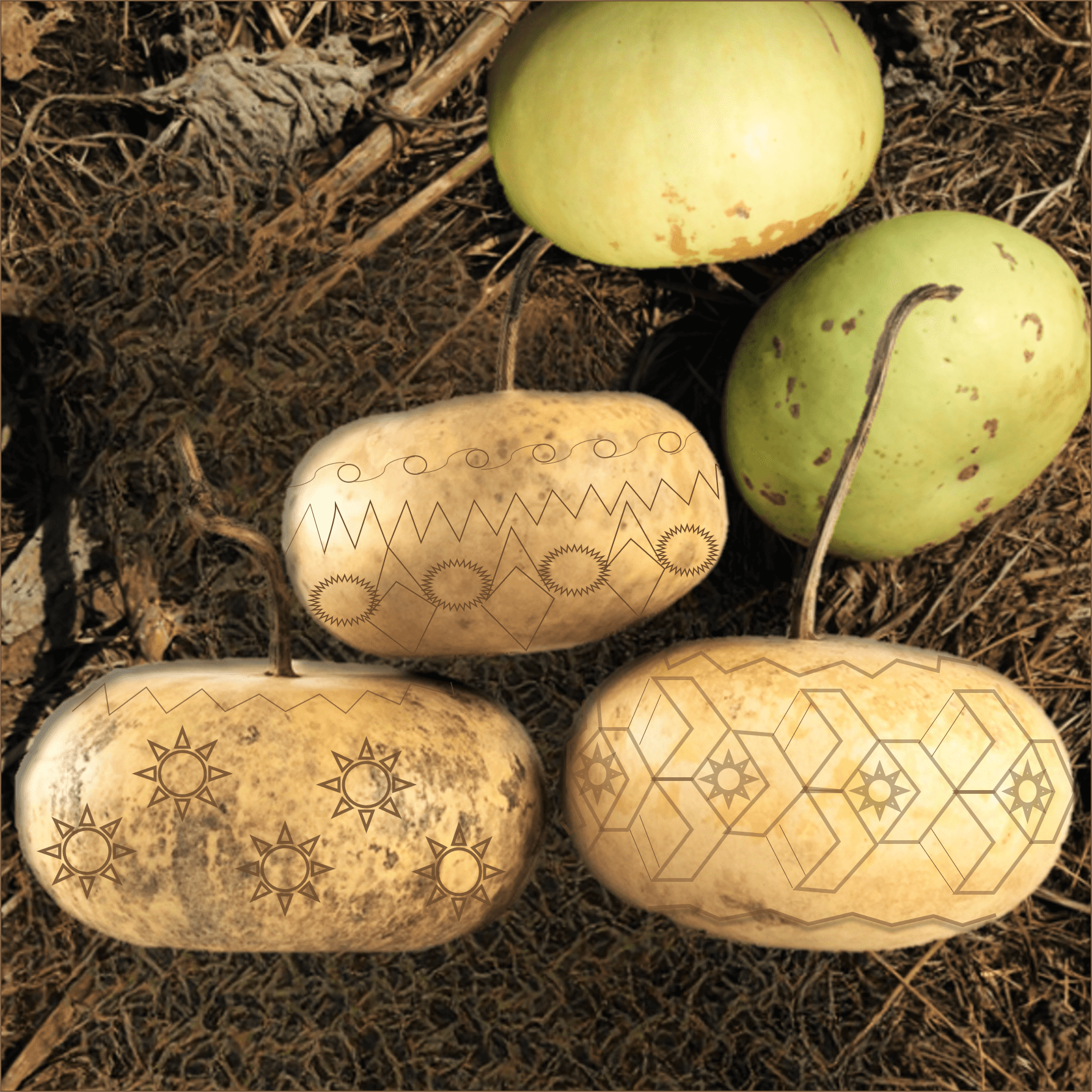 TomorrowSeeds - Corsican Gourd Seeds - 120+ Count - For 2025 Planting ...