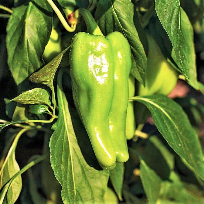 TomorrowSeeds - Cubanelle Pepper Seeds - 300+ Count - For 2026 Planting ...