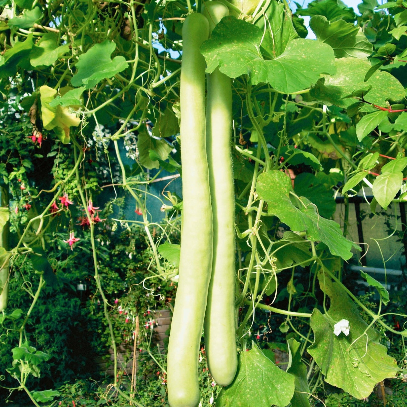 TomorrowSeeds - Cucuzza Squash - 10+ Count - Lagenaria siceraria ...