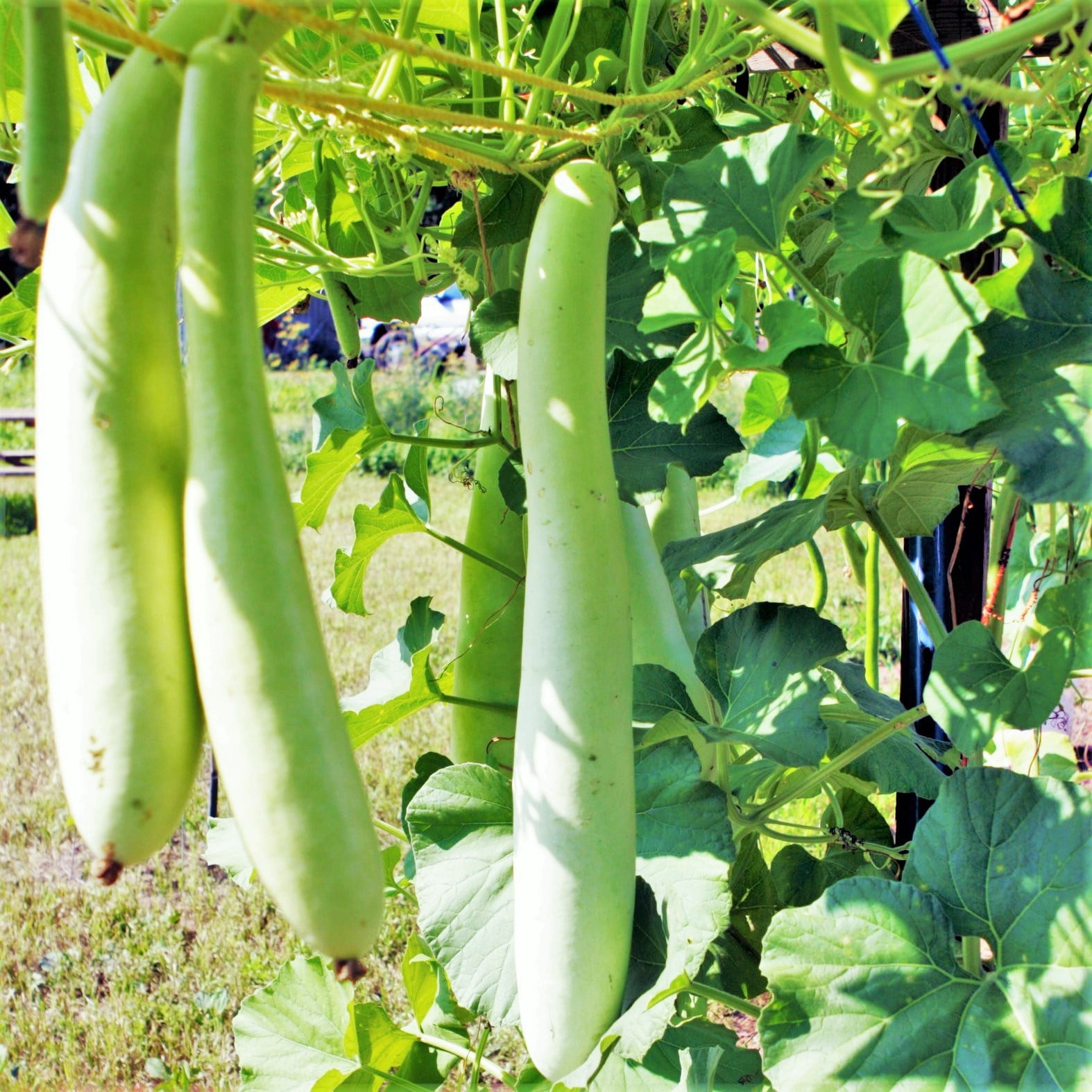 TomorrowSeeds - Cucuzza Squash Seeds - 30+ Count - For 2025 Planting ...