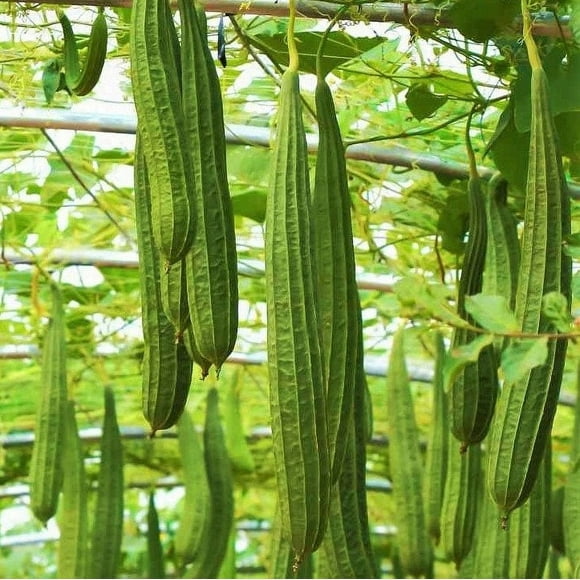 Bitter Gourd Seeds