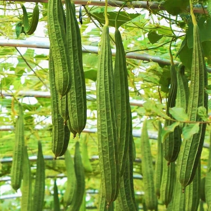 TomorrowSeeds - Da Rou Angled Luffa Gourd Seeds - 30+ Count - For 2025 ...