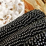 Corn, Indian Ornamental, Broom Corn, Heirloom, Non-GMO, 200 Seeds ...