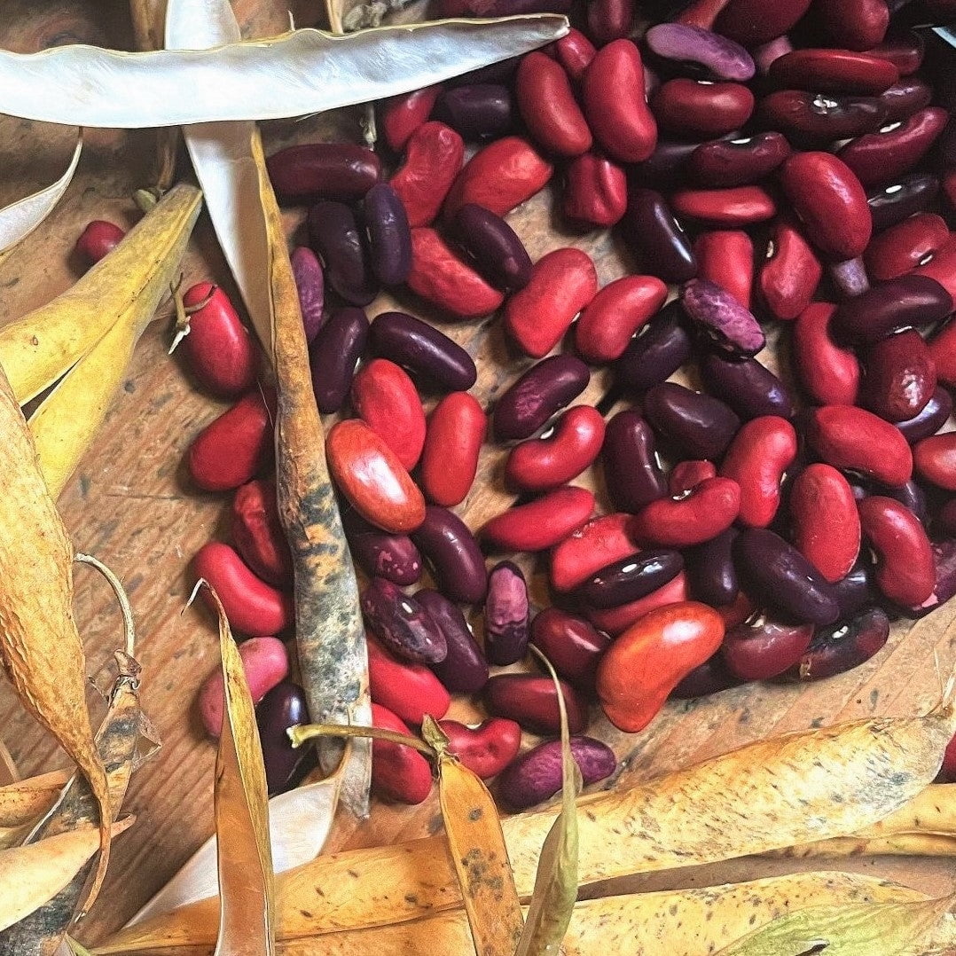 TomorrowSeeds - Dark Red Kidney Bean Seeds - 30+ Count - For 2025 ...