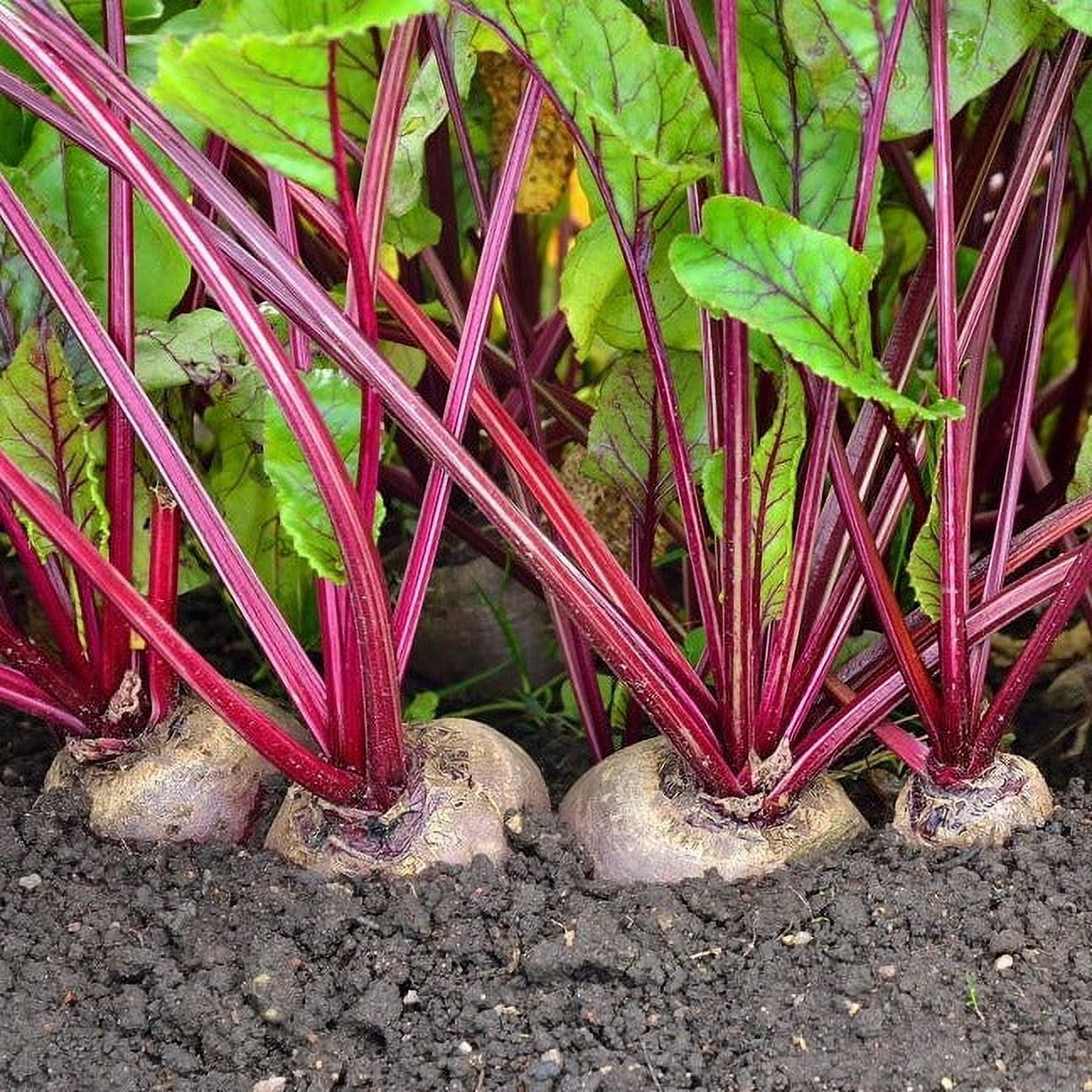 TomorrowSeeds - Detroit Dark Red Beet Seeds - 600+ Count - For 2025 ...