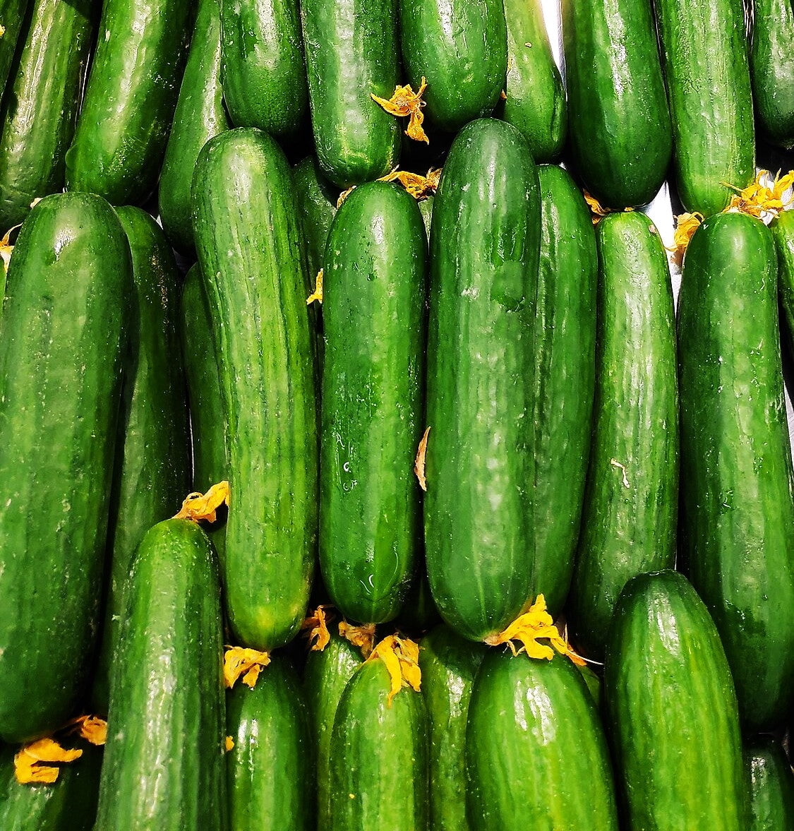 TomorrowSeeds - Diva Seedless Persian Cucumber Seeds - 50+ Count - For ...