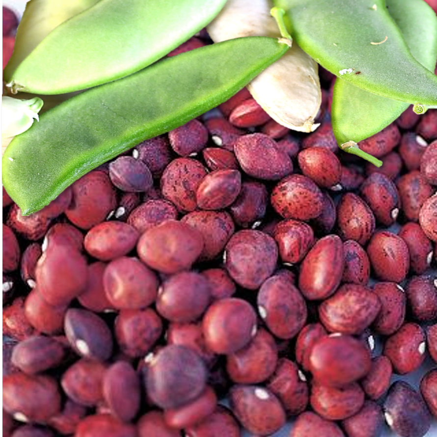 TomorrowSeeds Dixie Speckled Butterpea Lima Bean Seeds, 150+ Count ...