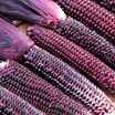 TomorrowSeeds - Stowell's Evergreen White Sweet Corn Seeds - 360+ Count ...