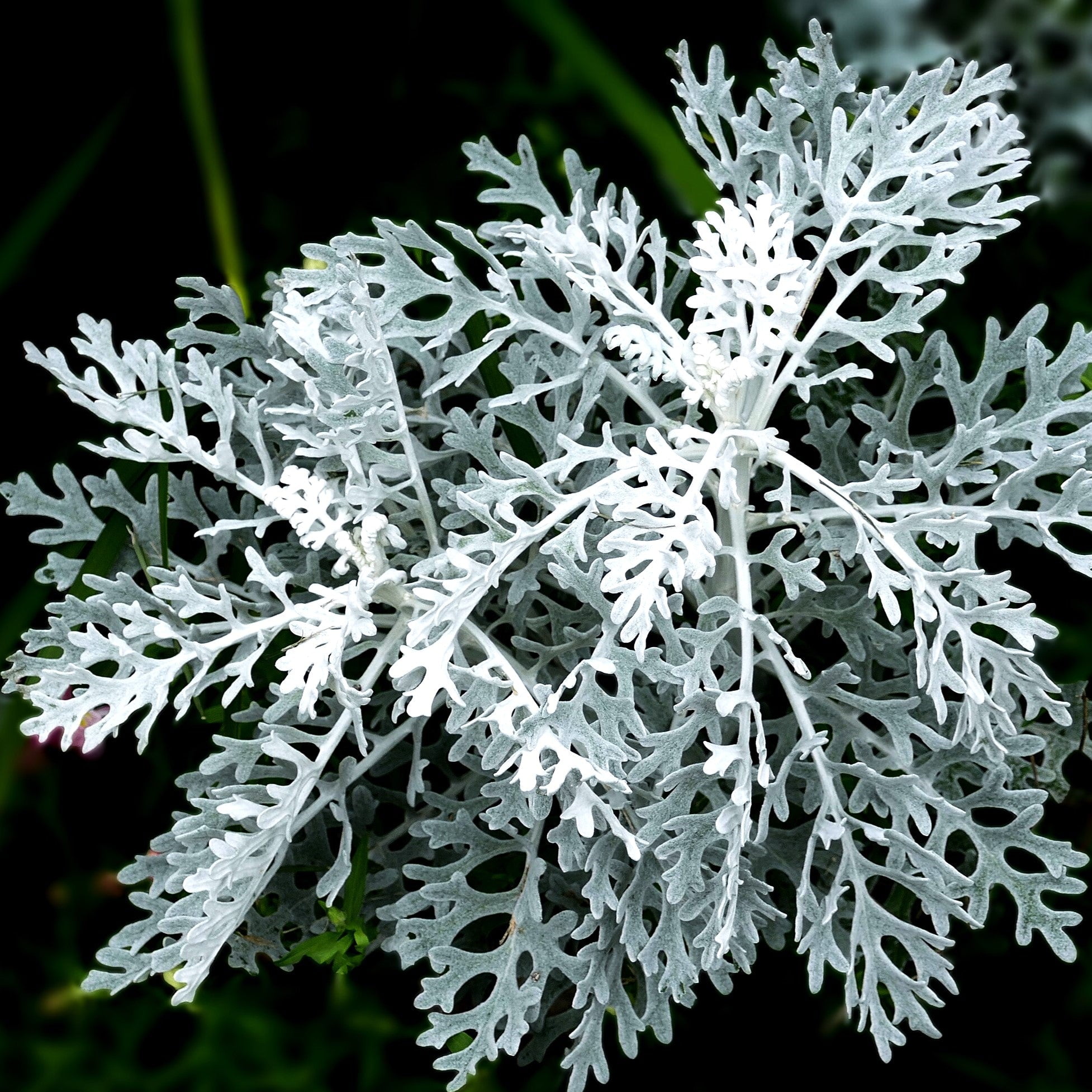 TomorrowSeeds - Dusty Miller Seeds - 18000+ Count - For 2025 Planting ...