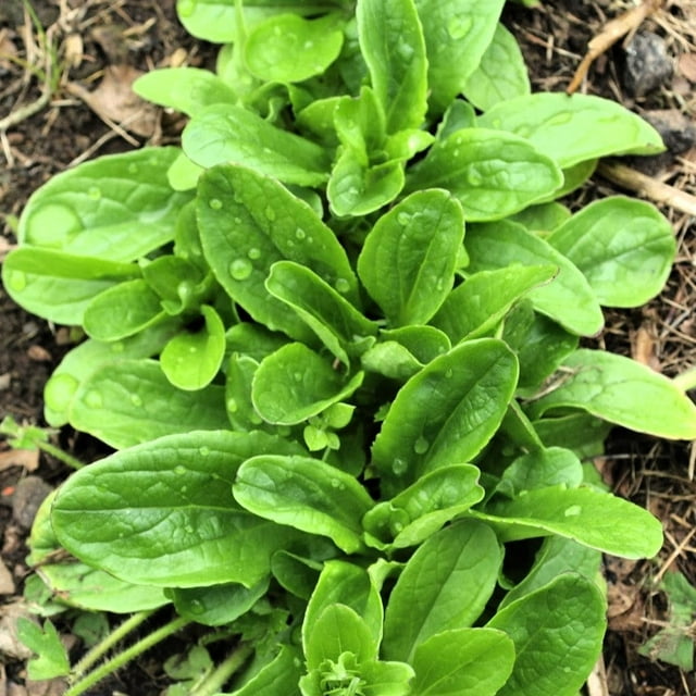 TomorrowSeeds - Dutch Corn Salad (Mache or Lamb's Lettuce) Seeds - 4500 ...