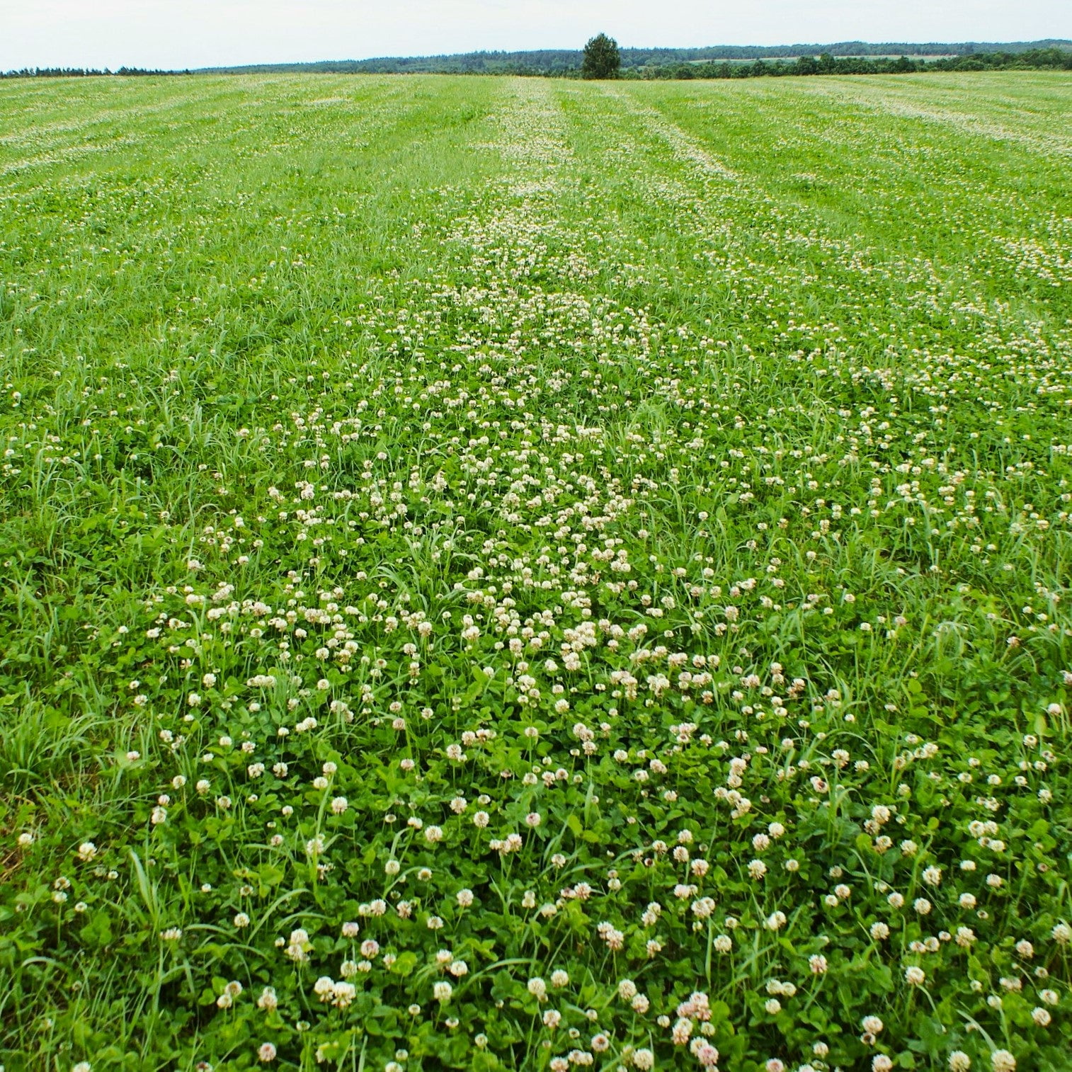 TomorrowSeeds - Dutch White Clover Seeds - 1/4 Pound - For 2025 ...