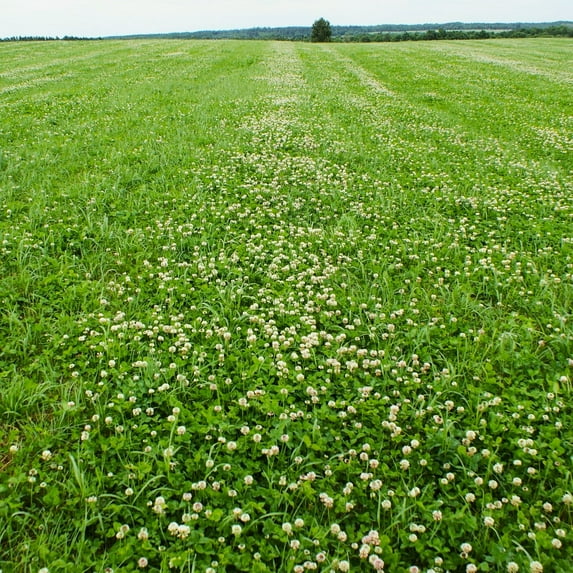 TomorrowSeeds - Dutch White Clover Seeds - 1 Pound - For 2025 Planting ...