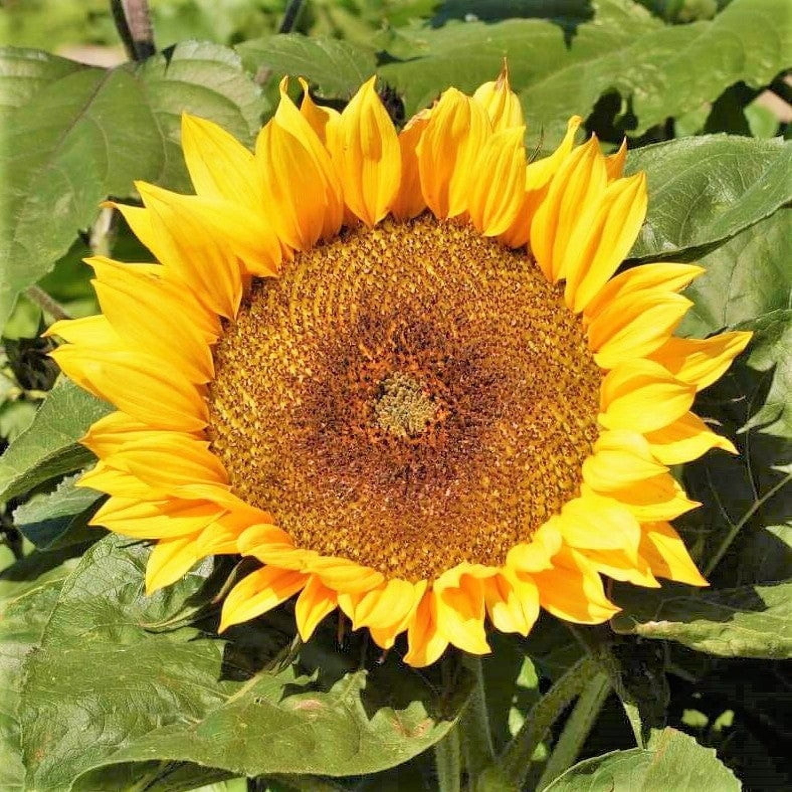 TomorrowSeeds - Dwarf Sunspot Sunflower Seeds - 200+ Count - For 2026 ...