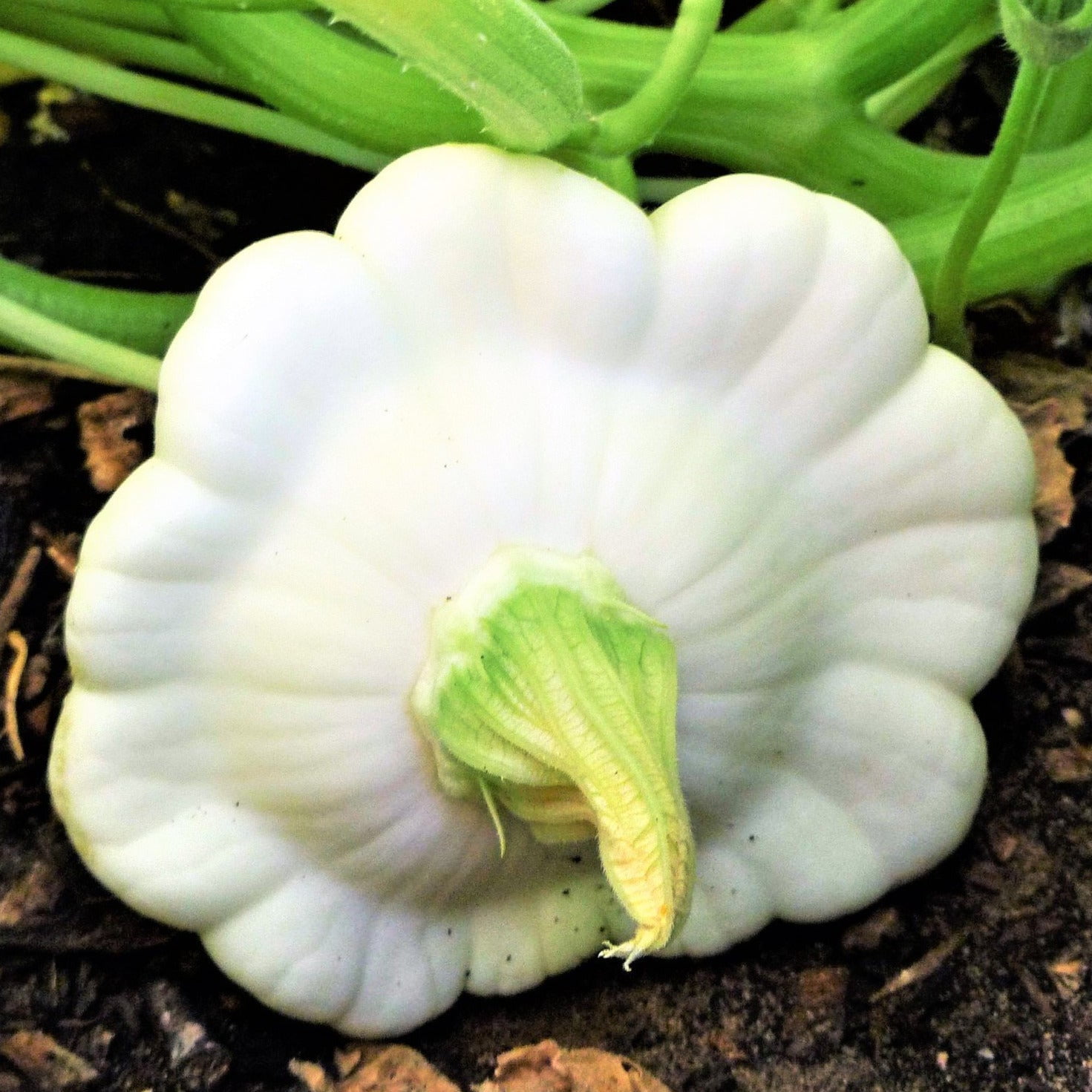 TomorrowSeeds - Early White Patty Pan (Bush Scallop Squash) Seeds - 90 ...