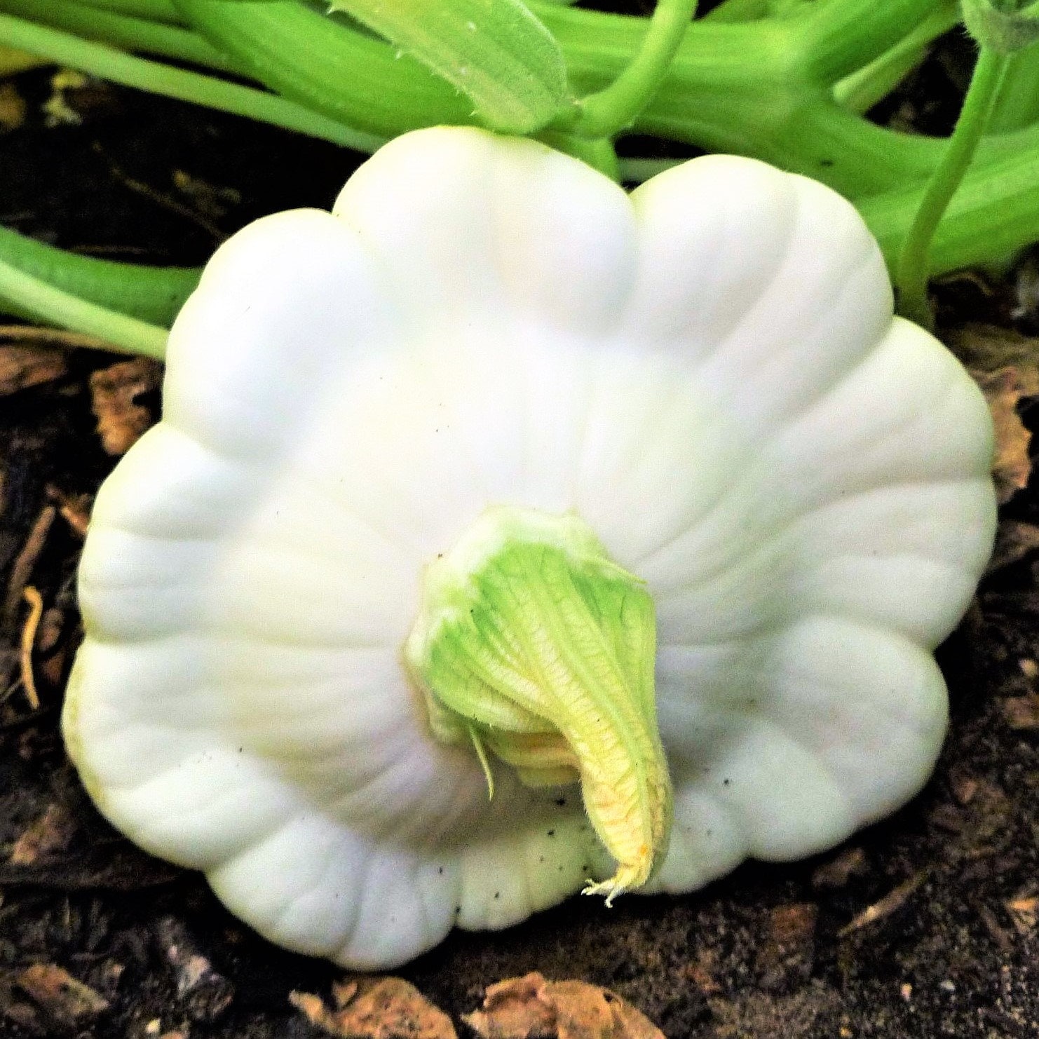 TomorrowSeeds - Early White Patty Pan Seeds - 90+ Count Packet - Bush ...