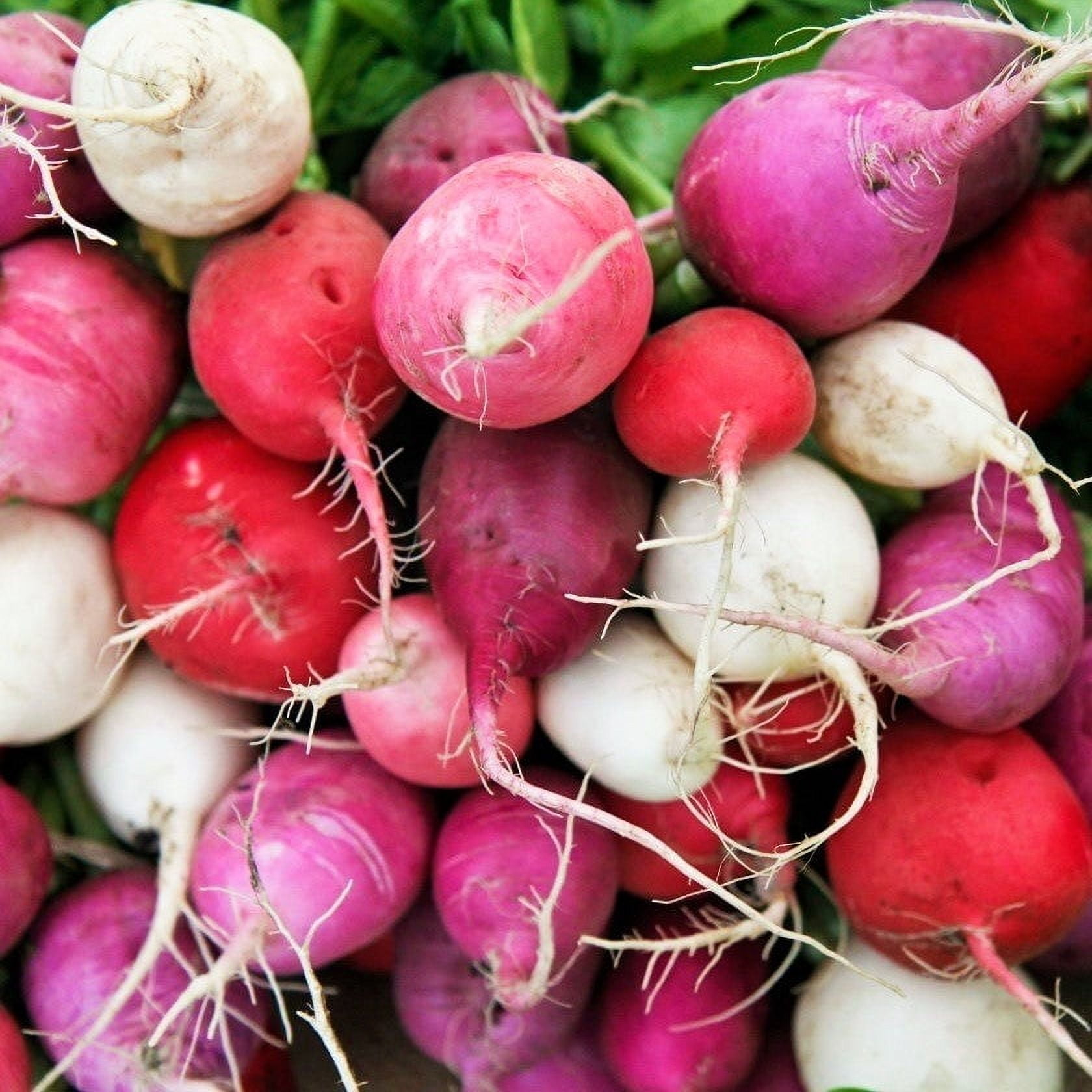TomorrowSeeds - Easter Egg Mix Radish Seeds - 900+ Count - For 2026 ...