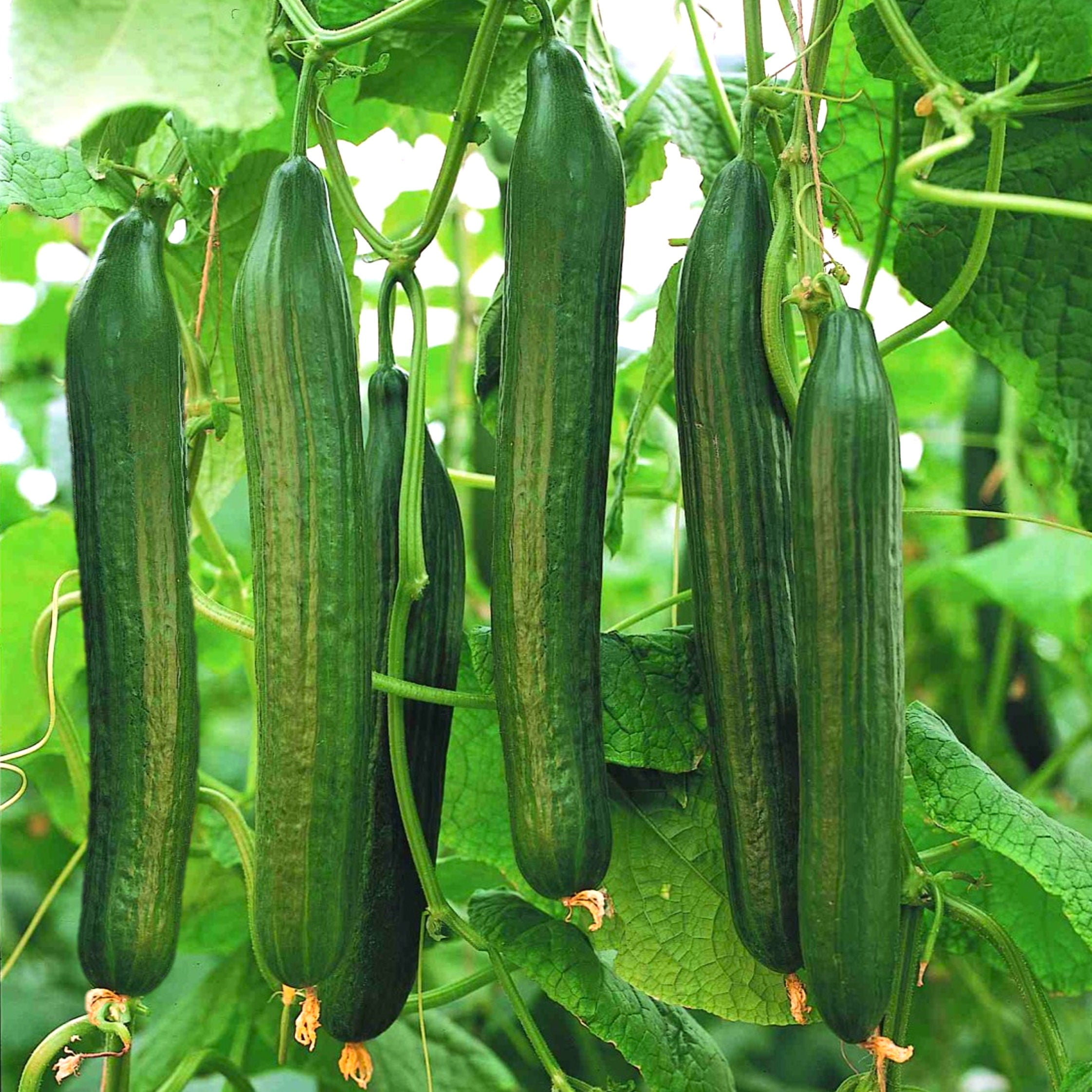 TomorrowSeeds - English Telegraph Burpless Cucumber (English Cucumber ...