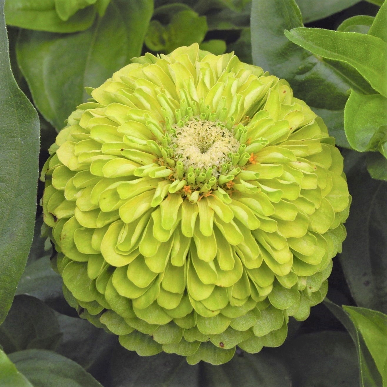 TomorrowSeeds - Envy Lime Green Zinnia Seeds - 200+ Count - For 2025 ...