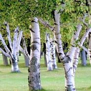 CZ Grain 200 Weeping Silver Birch Tree (Betula pendula) Plant Seeds ...