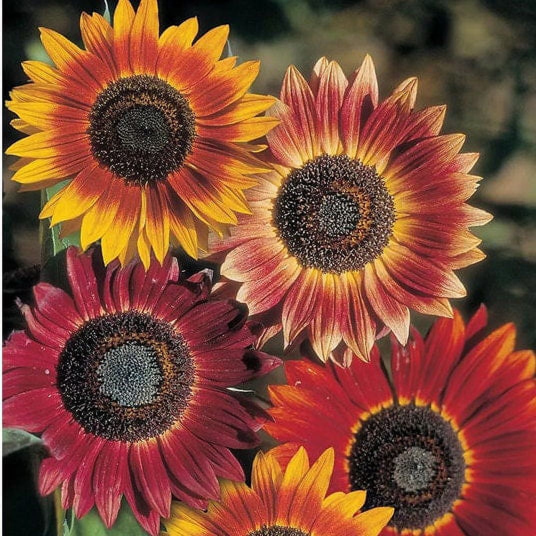 TomorrowSeeds - Evening Sun Sunflower Seeds - 300+ Count Packet ...