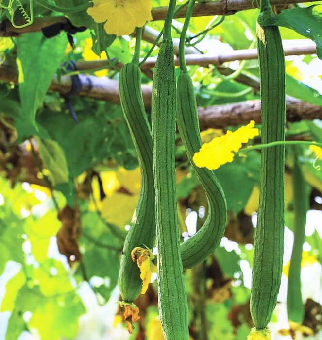 TomorrowSeeds - Extra Long Smooth Luffa Gourd Seeds - 20+ Count - For ...