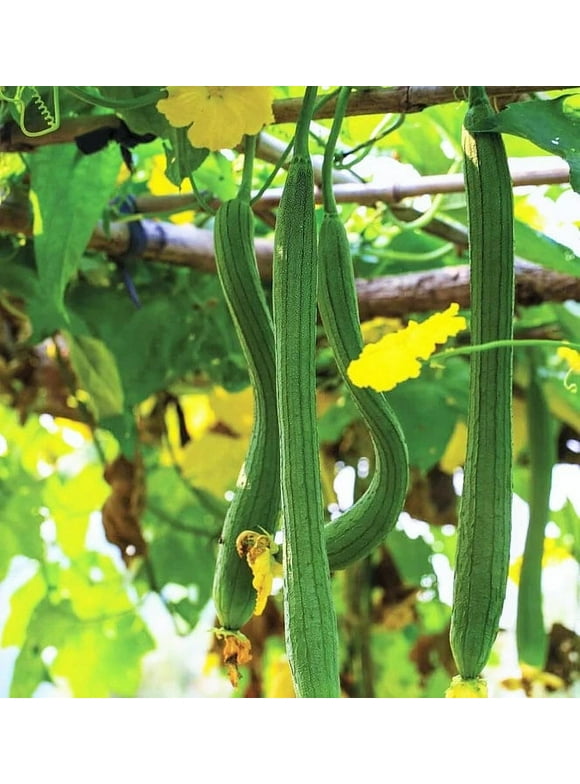 Squash Seeds in Seed Gardening - Walmart.com