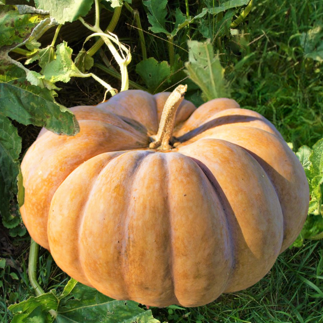 TomorrowSeeds - Fairytale Pumpkin (Musquee de Provence) Seeds - 60 ...