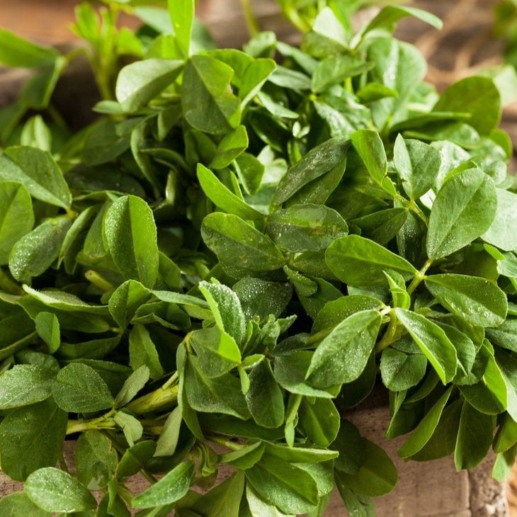 TomorrowSeeds - Fenugreek Seeds - 1500+ Count - For 2026 Planting USA ...