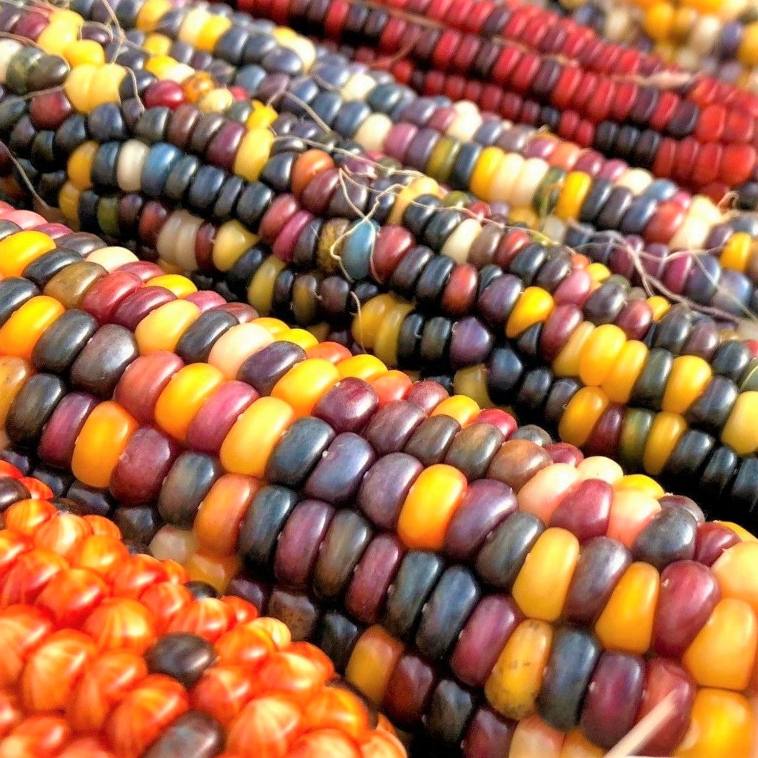 TomorrowSeeds - Fiesta Ornamental Corn Seeds (Treated Seed) - 3 Pound ...