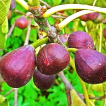 TomorrowSeeds - Giant California Palm Tree Seeds - 90+ Count - For 2026 ...