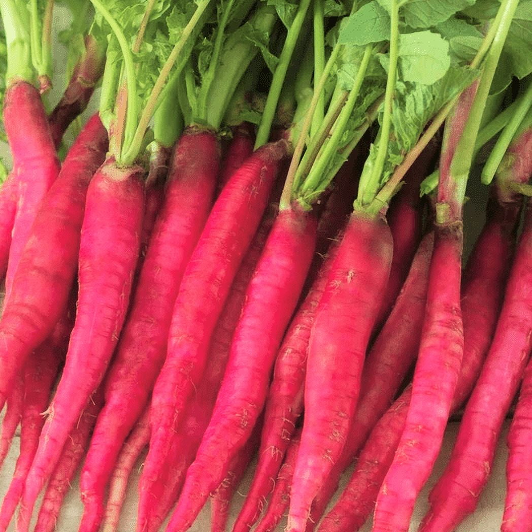 TomorrowSeeds - Fire Candle Radish Seeds - 900+ Count - For 2026 ...