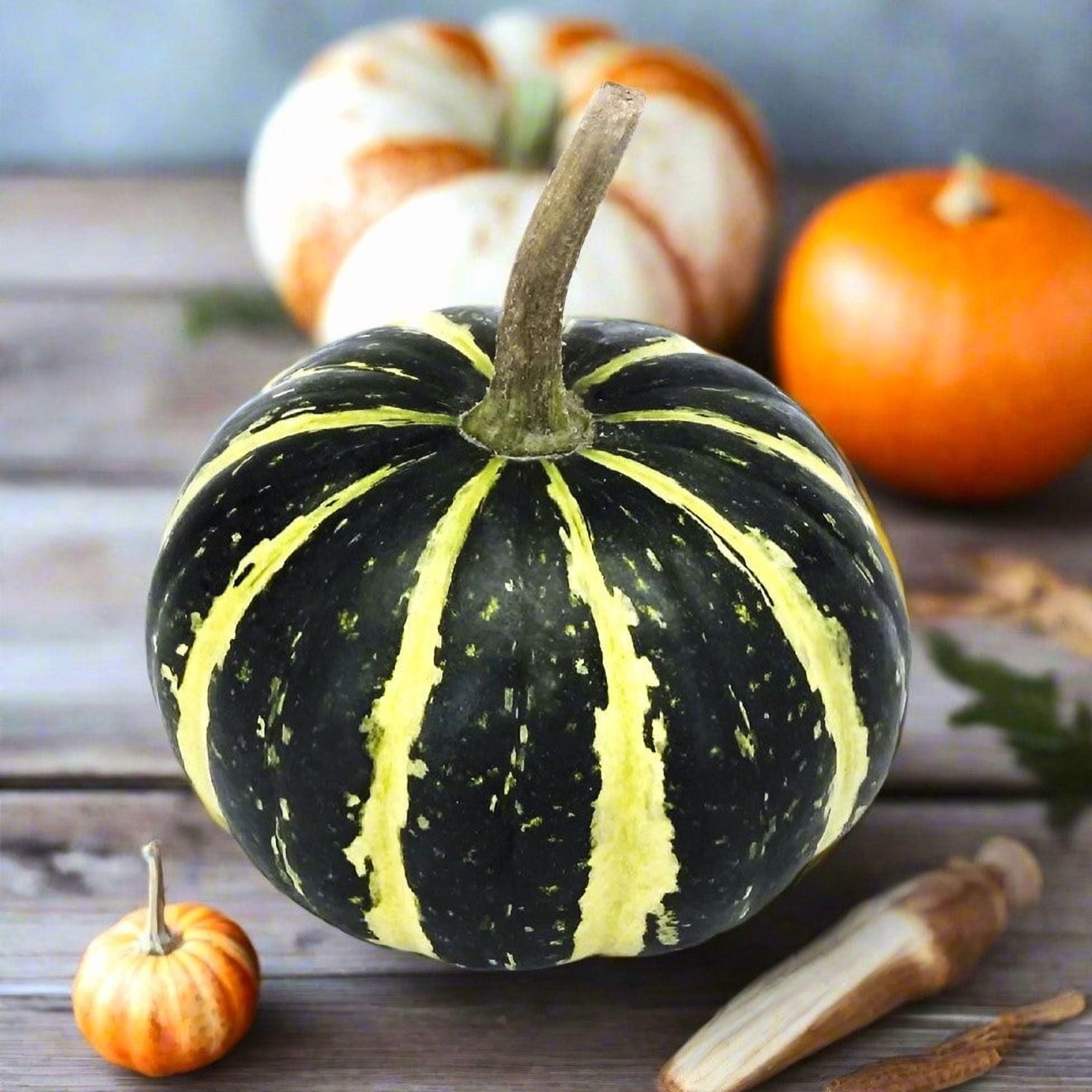 TomorrowSeeds - Flat Striped Ornamental Gourd Seeds - 50+ Count - For ...
