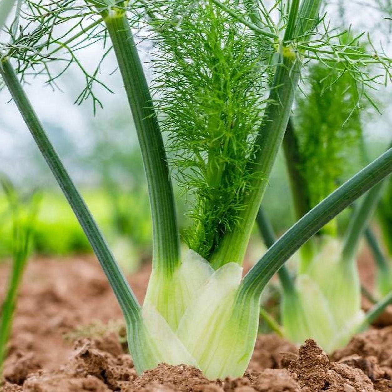 TomorrowSeeds - Florence Fennel Seeds - 500+ Count - For 2026 Planting ...