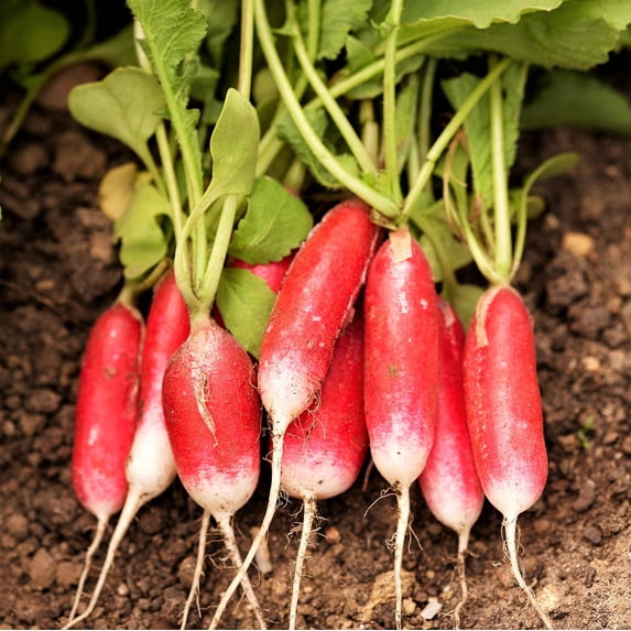 TomorrowSeeds - French Breakfast Radish Seeds - 5400+ Count - For 2026 ...