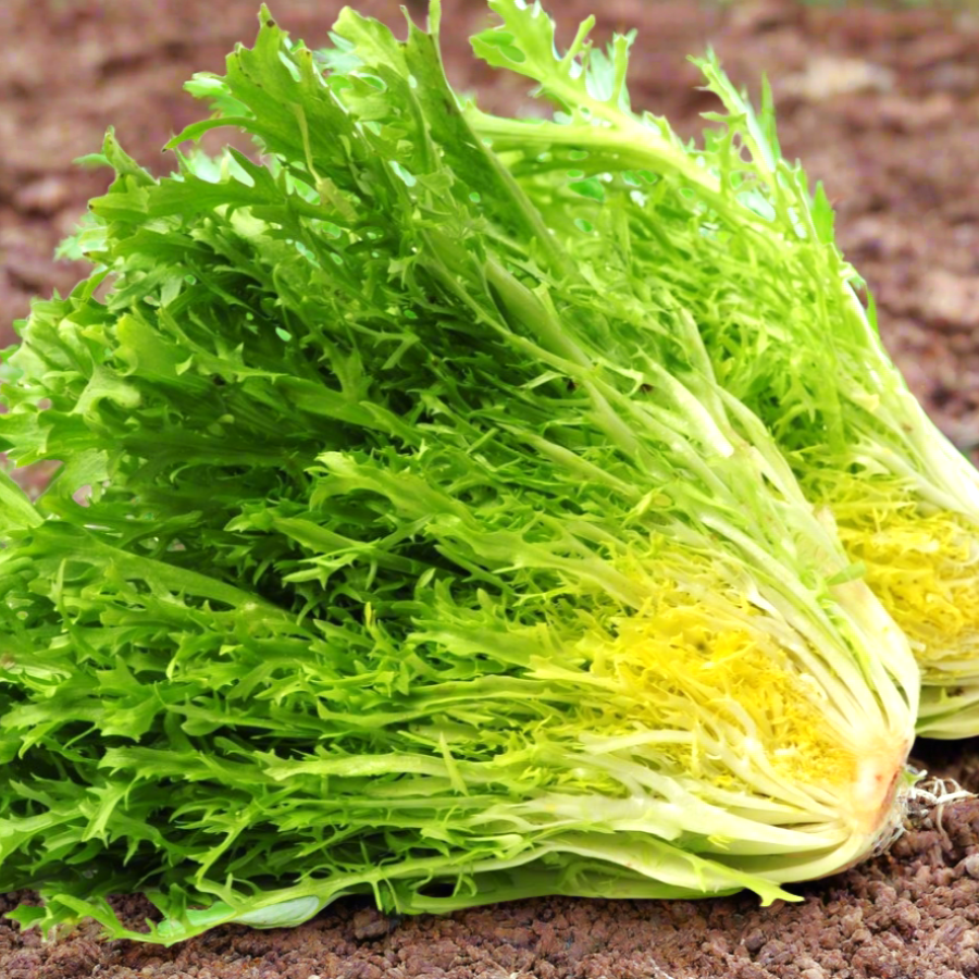 TomorrowSeeds - Frisee Endive Seeds - 500+ Count - For 2025 Planting ...