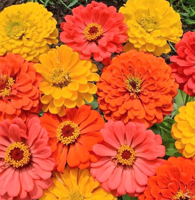 TomorrowSeeds - Fruity Beauty Mix Zinnia Seeds - 200+ Count Packet - Orange King Canary Yellow ...