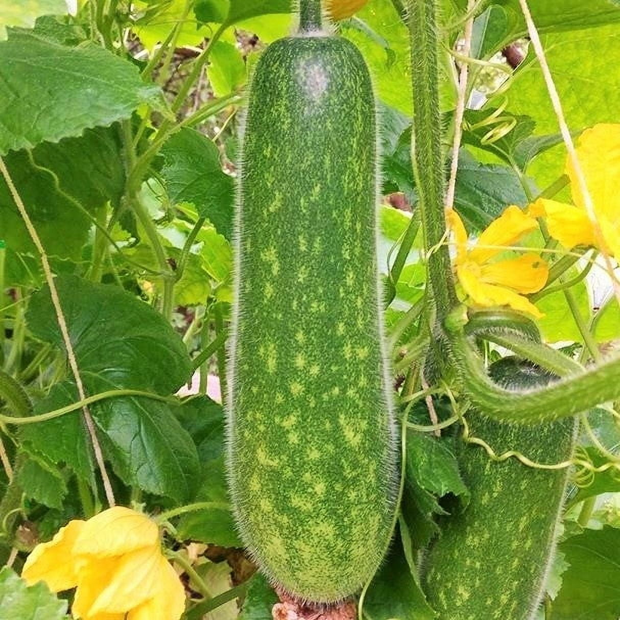 TomorrowSeeds Fuzzy Star Fuzzy Melon Seeds - Wax Gourd, Hairy Squash ...