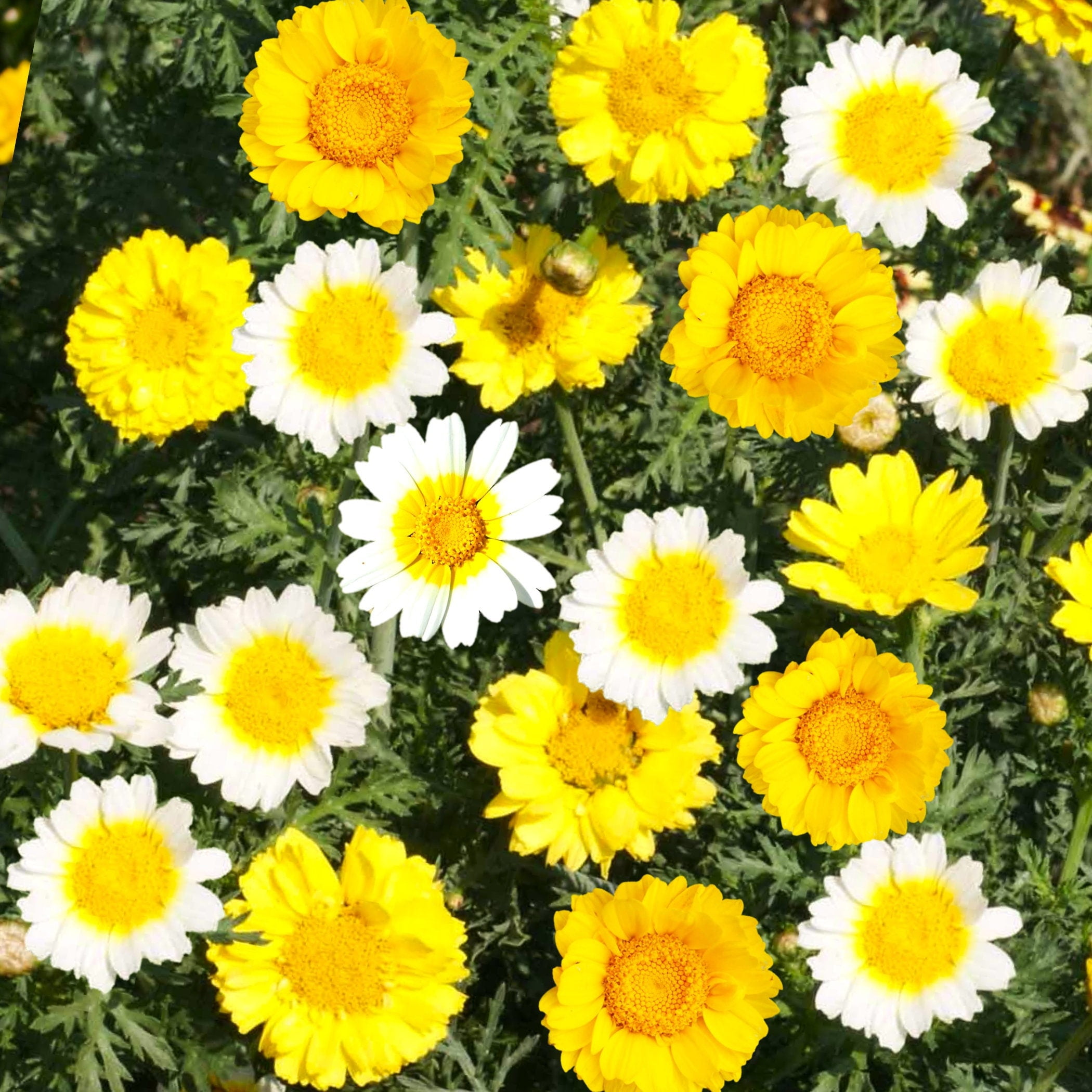 TomorrowSeeds - Garland Crown Daisy Seeds - 1500+ Count - For 2025 ...