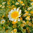 TomorrowSeeds - Garland Mix Daisy Flower Seeds - 900+ Count Packet ...