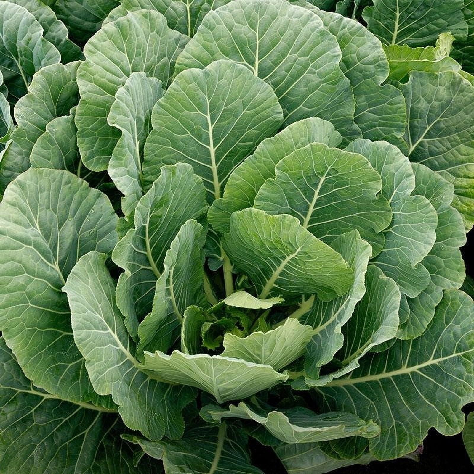 TomorrowSeeds Georgia Southern Collard Greens Seeds 1000+ Count for ...