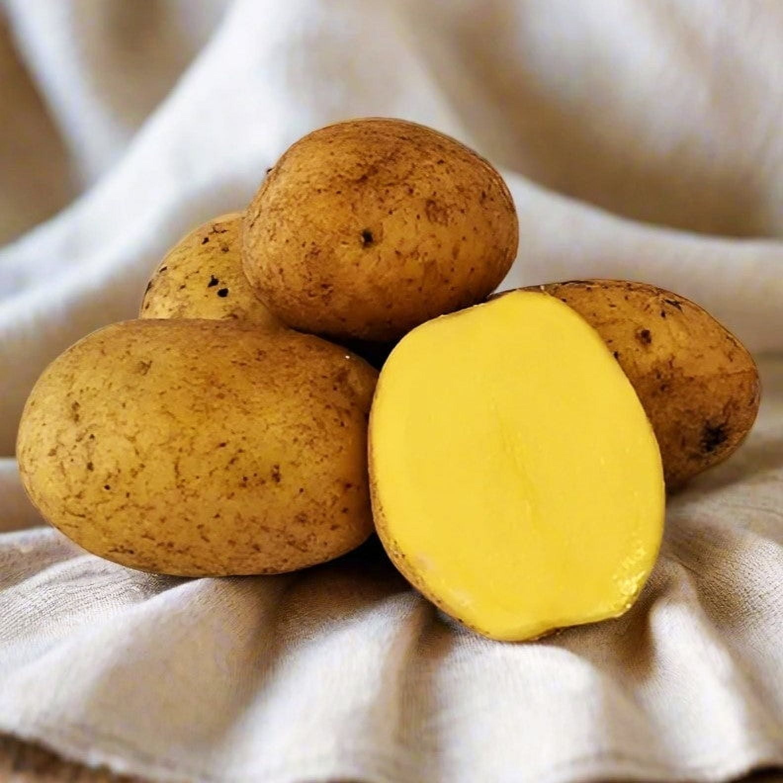 TomorrowSeeds - German Butterball Seed Potatoes - 1 Pound - For 2025 ...