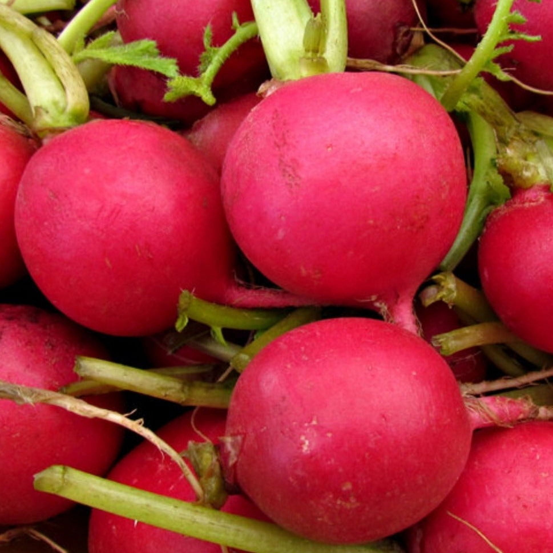 TomorrowSeeds - German Giant Radish Seeds - 900+ Count - For 2026 ...