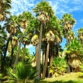 TomorrowSeeds - Giant California Palm Tree Seeds - 90+ Count - For 2026 ...