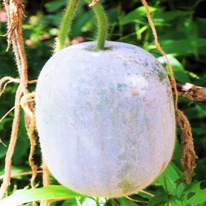 TomorrowSeeds - Giant Winter Melon Seeds - 20+ Count - For 2025 ...