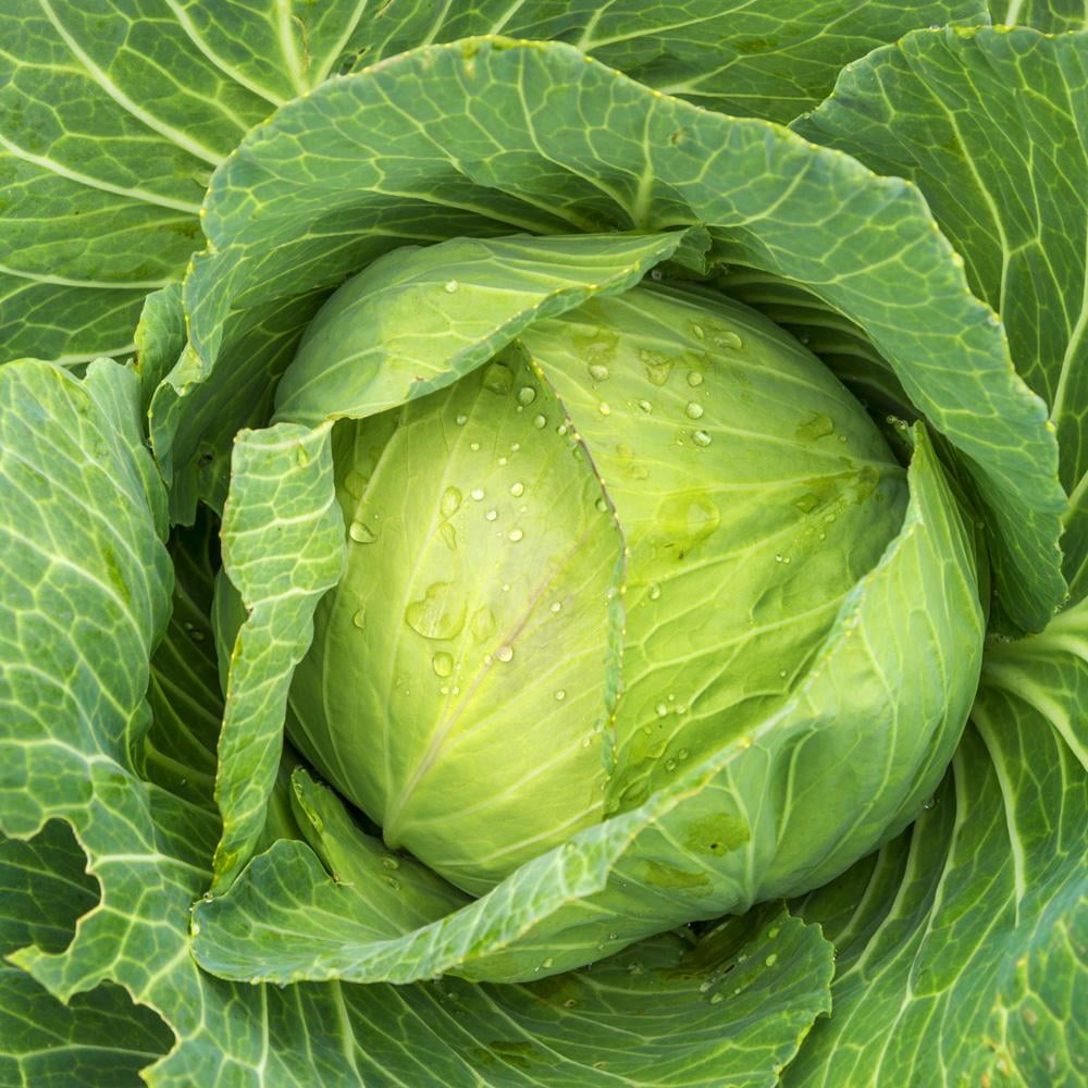 TomorrowSeeds - Golden Acre Cabbage Seeds - 3000+ Count - For 2026 ...
