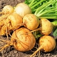 TomorrowSeeds - Golden Ball Turnip Seeds - 1500+ Count Packet ...