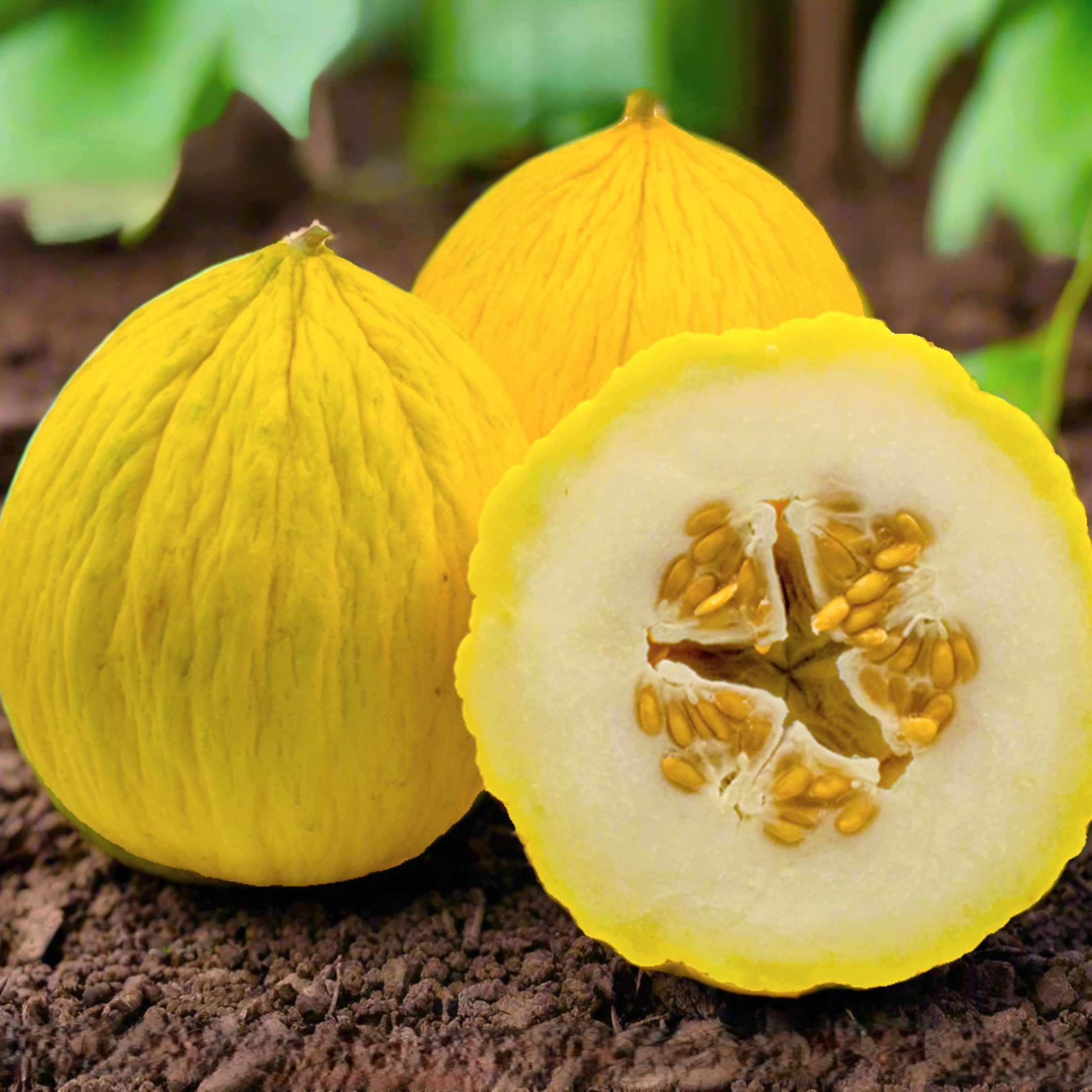 TomorrowSeeds - Golden Beauty Casaba Melon Seeds - 50+ Count - For 2025 ...