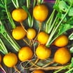 TomorrowSeeds - Marketmore 76 Cucumber Seeds - 300+ Count - For 2026 ...