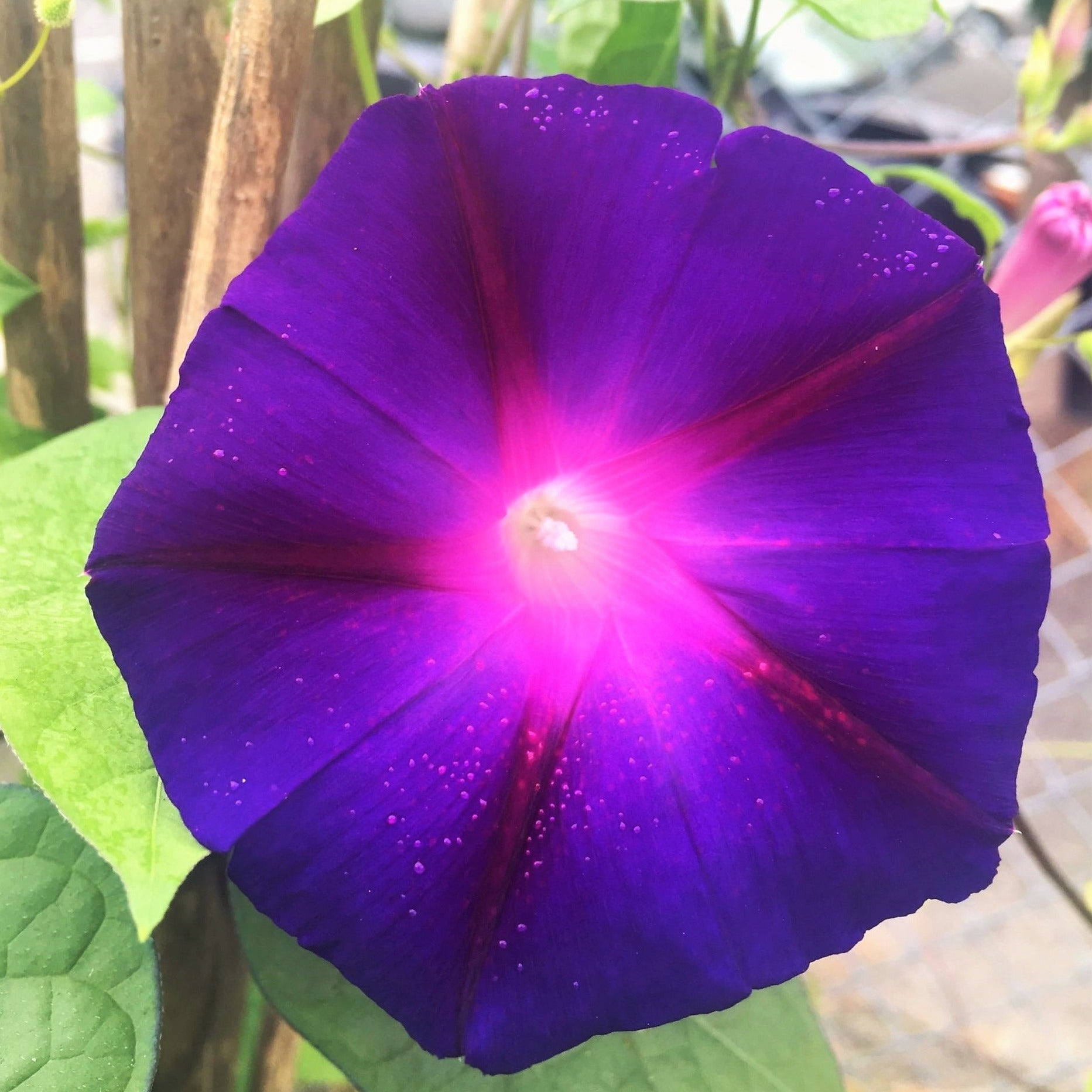 TomorrowSeeds - Grandpa Ott Purple Morning Glory Seeds - 100+ Count - For 2025 Planting USA ...