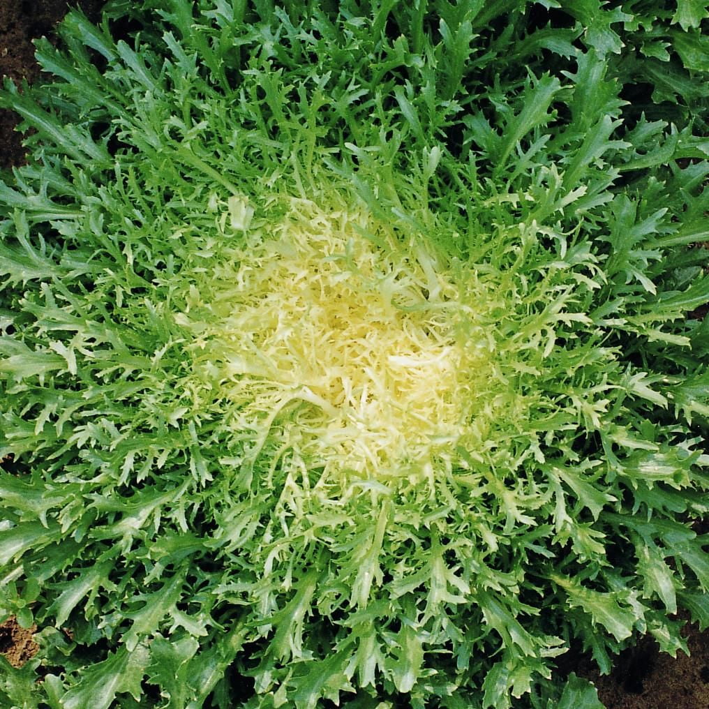 TomorrowSeeds - Green Curled Ruffec Endive Seeds - 500+ Count - For ...